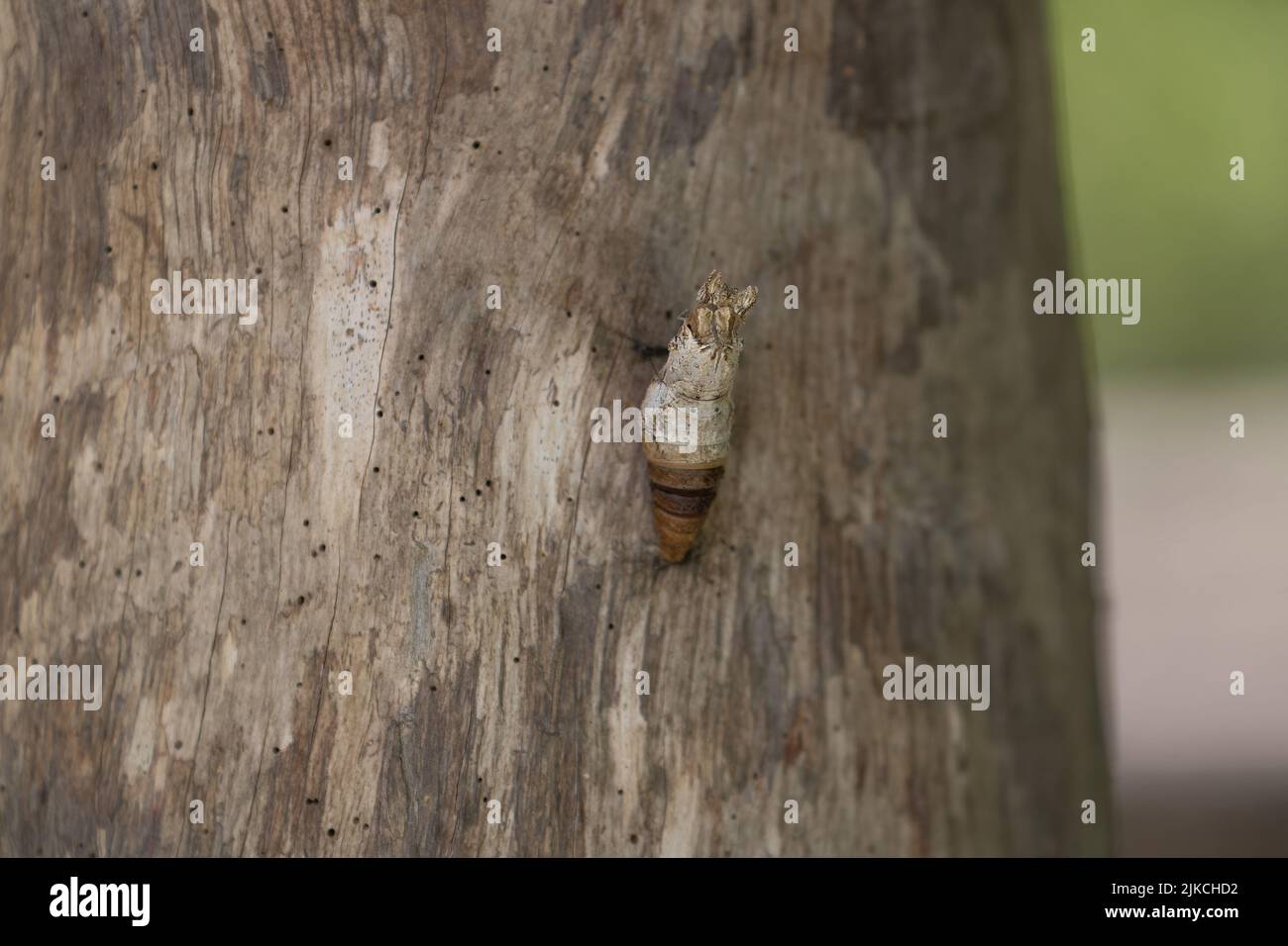 A macro shot of a pupa on a tree trunk Stock Photo - Alamy