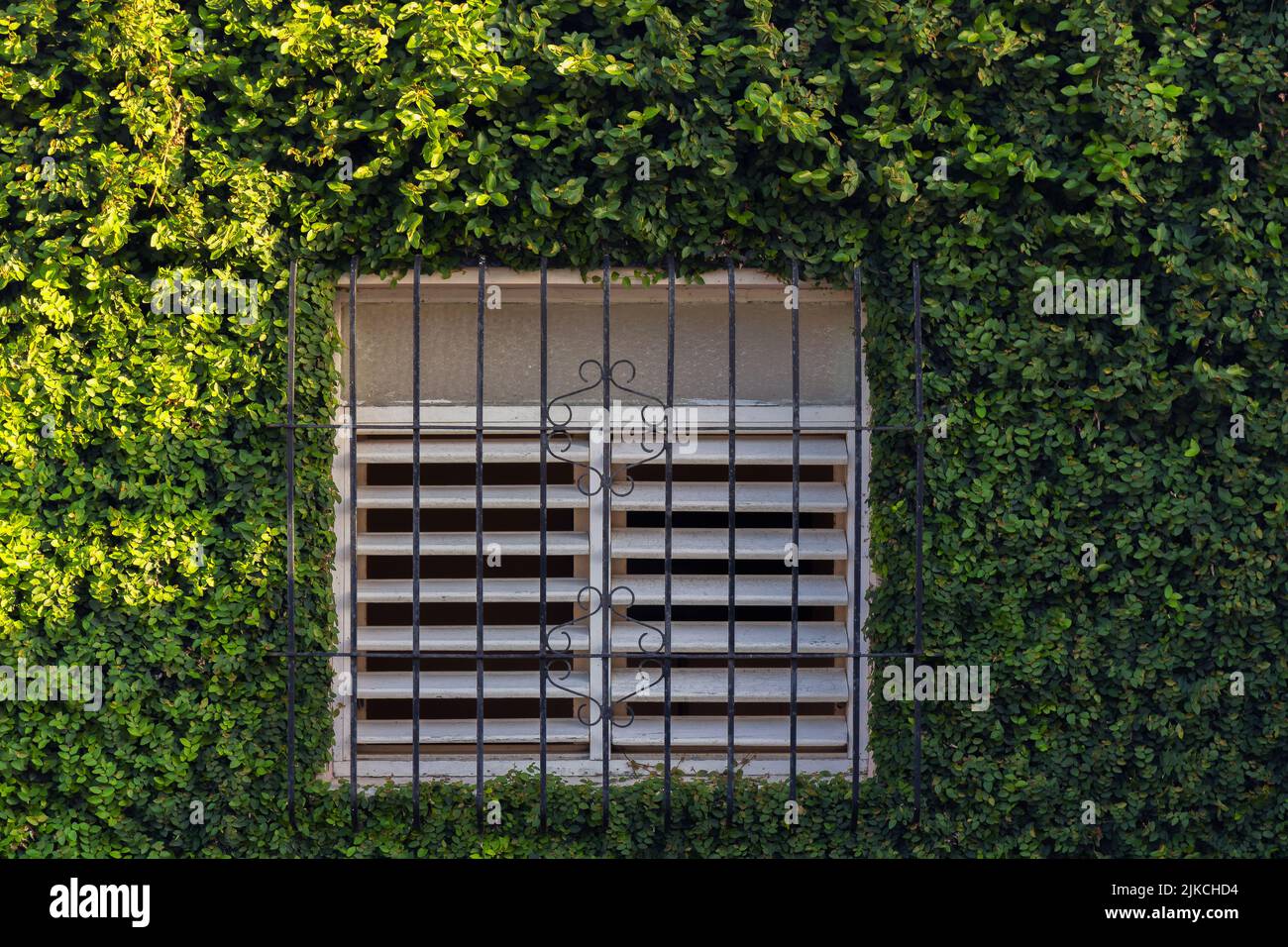 A window with a metal grid on a building facade overgrown with green ...