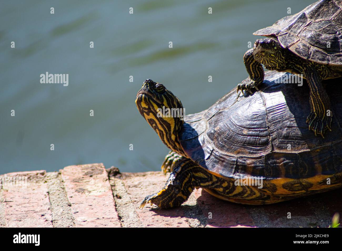 Another small species hi-res stock photography and images - Alamy