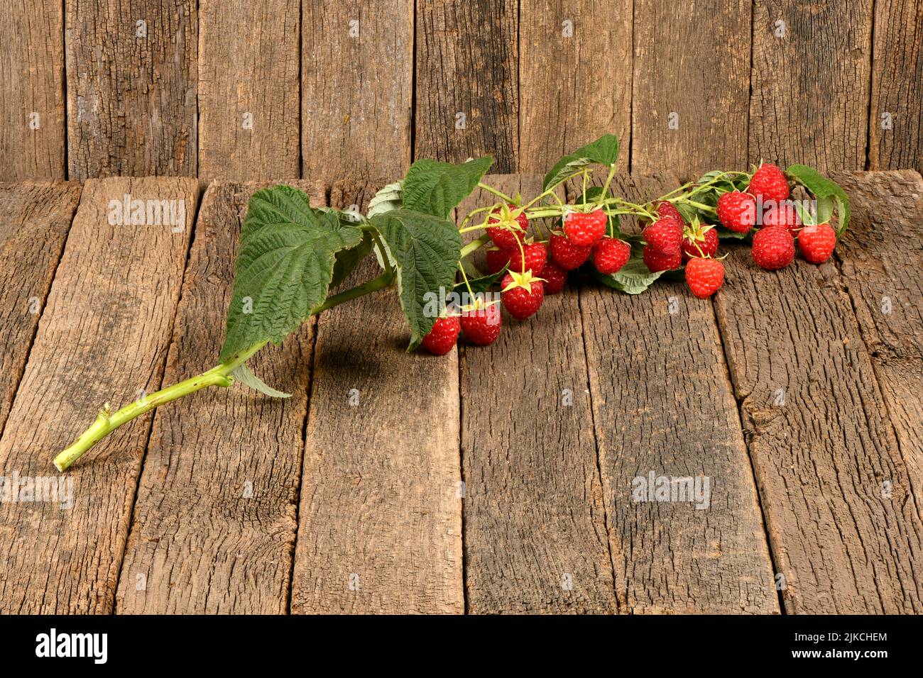 Raspberry twig with leaves isolated on dark wood background. High ...
