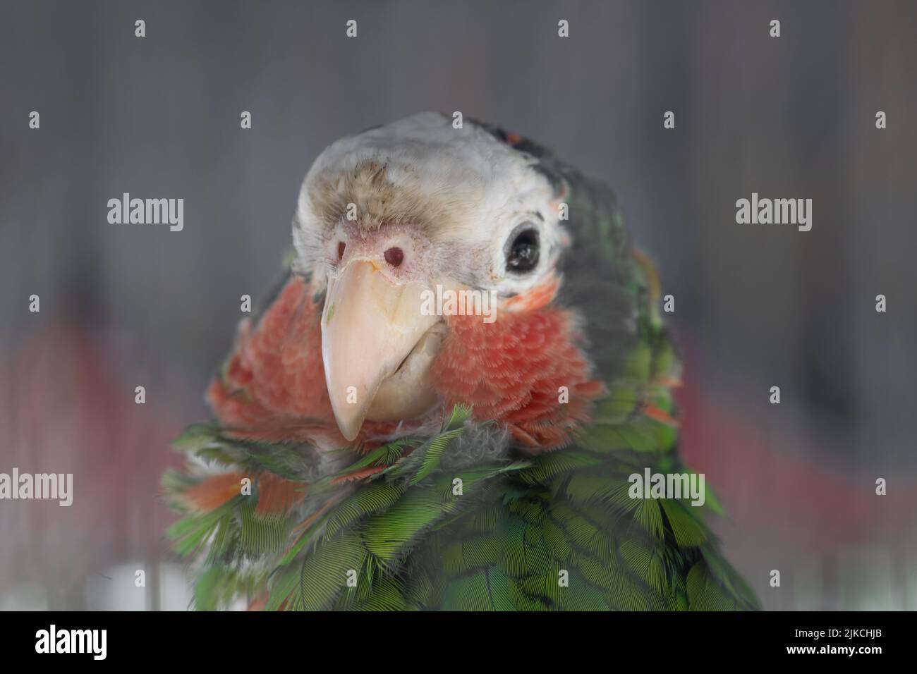 A portrait of an adorable cuban amazon Stock Photo - Alamy