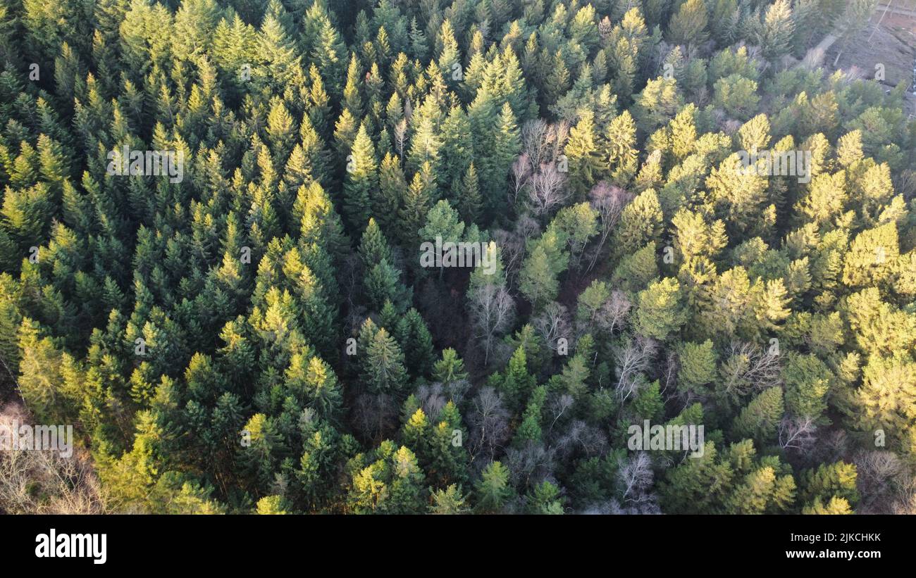 An aerial view of the pine trees in the forest Stock Photo - Alamy
