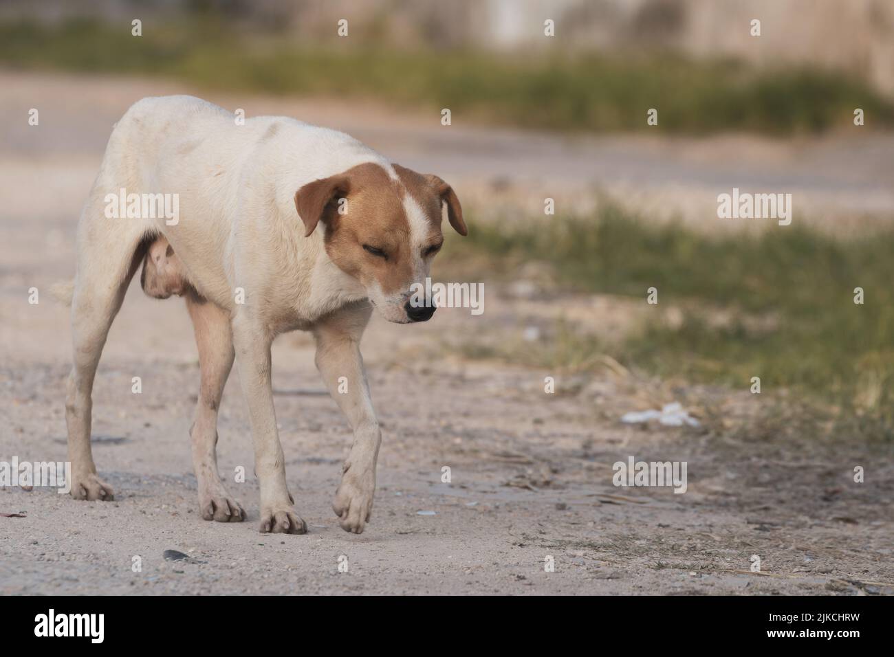 A white stray dog walking on a street Stock Photo - Alamy