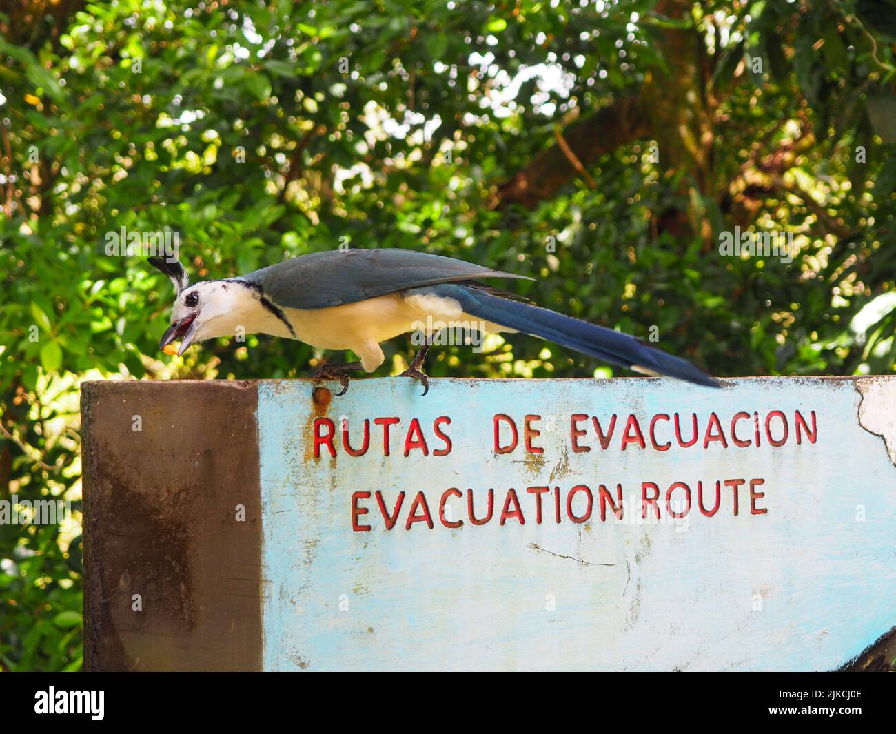 A Magpie-jay sitting on the concrete wall with the inscription ...