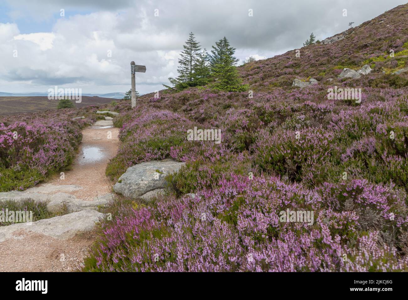 A route through a heather field to Mither Tap of Bennachie in ...