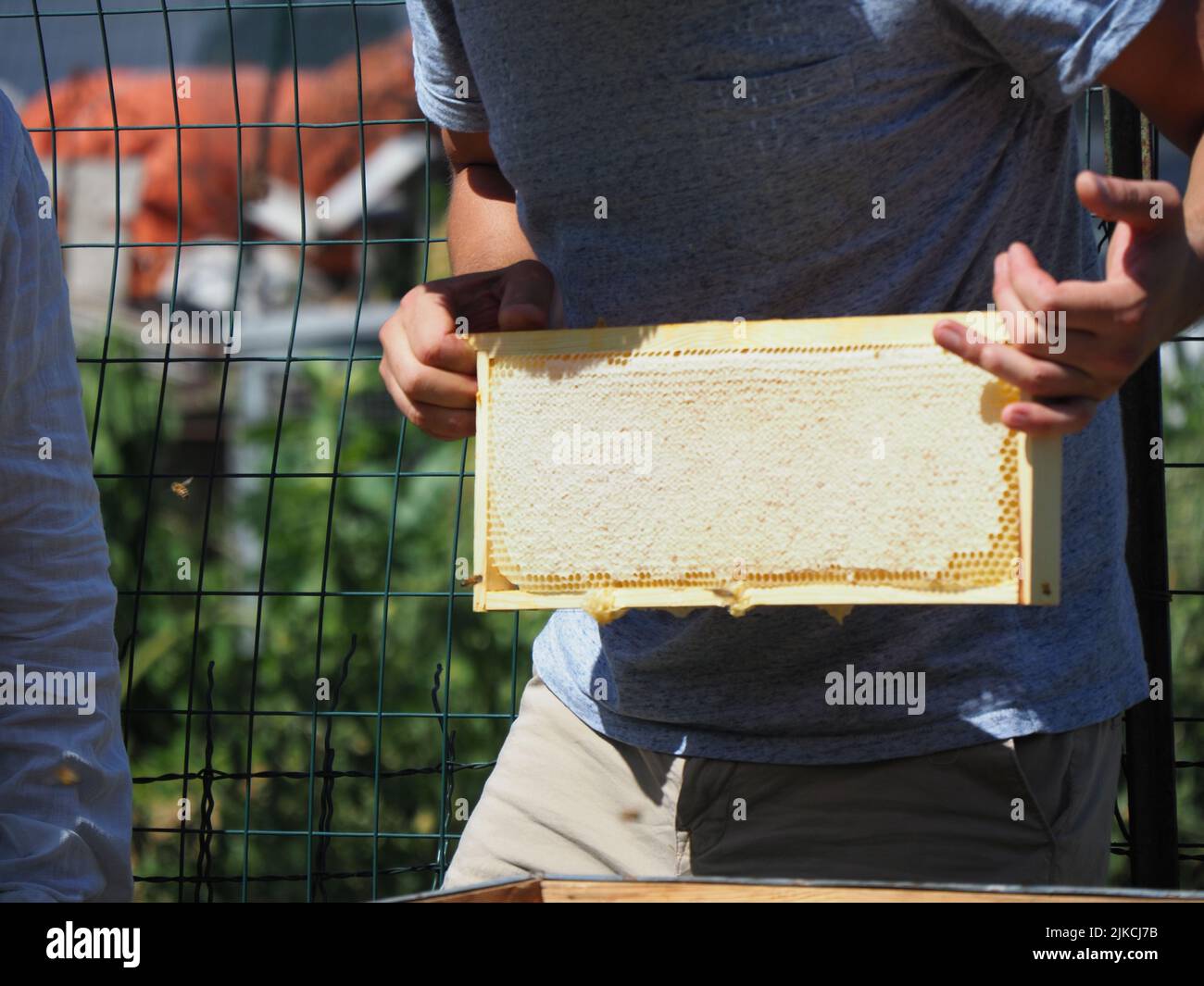 Master bee keeper pulls out a frame with honey from the beehive in the colony Stock Photo - Alamy
