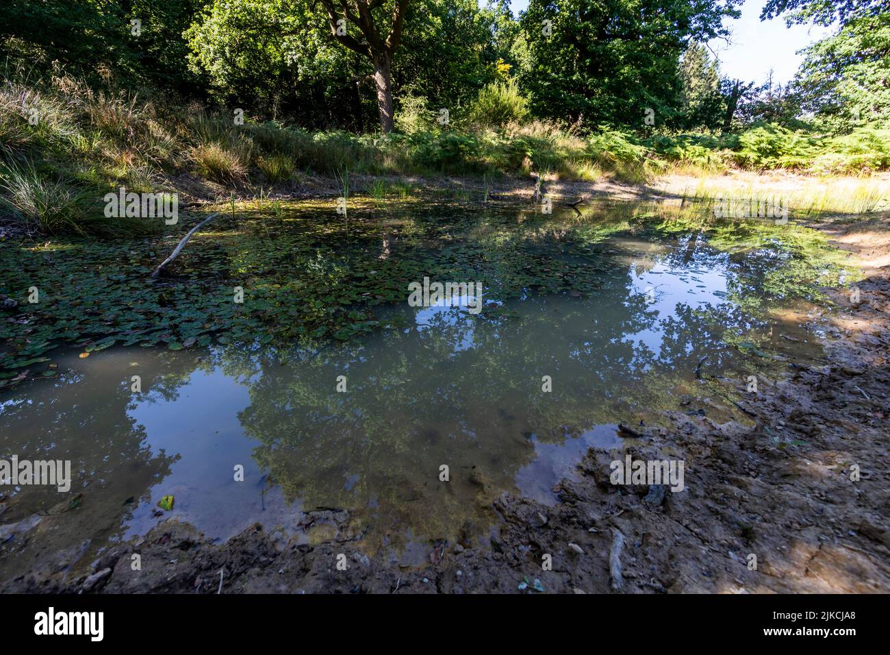 Forest watering hole, Cinderford Stock Photo - Alamy