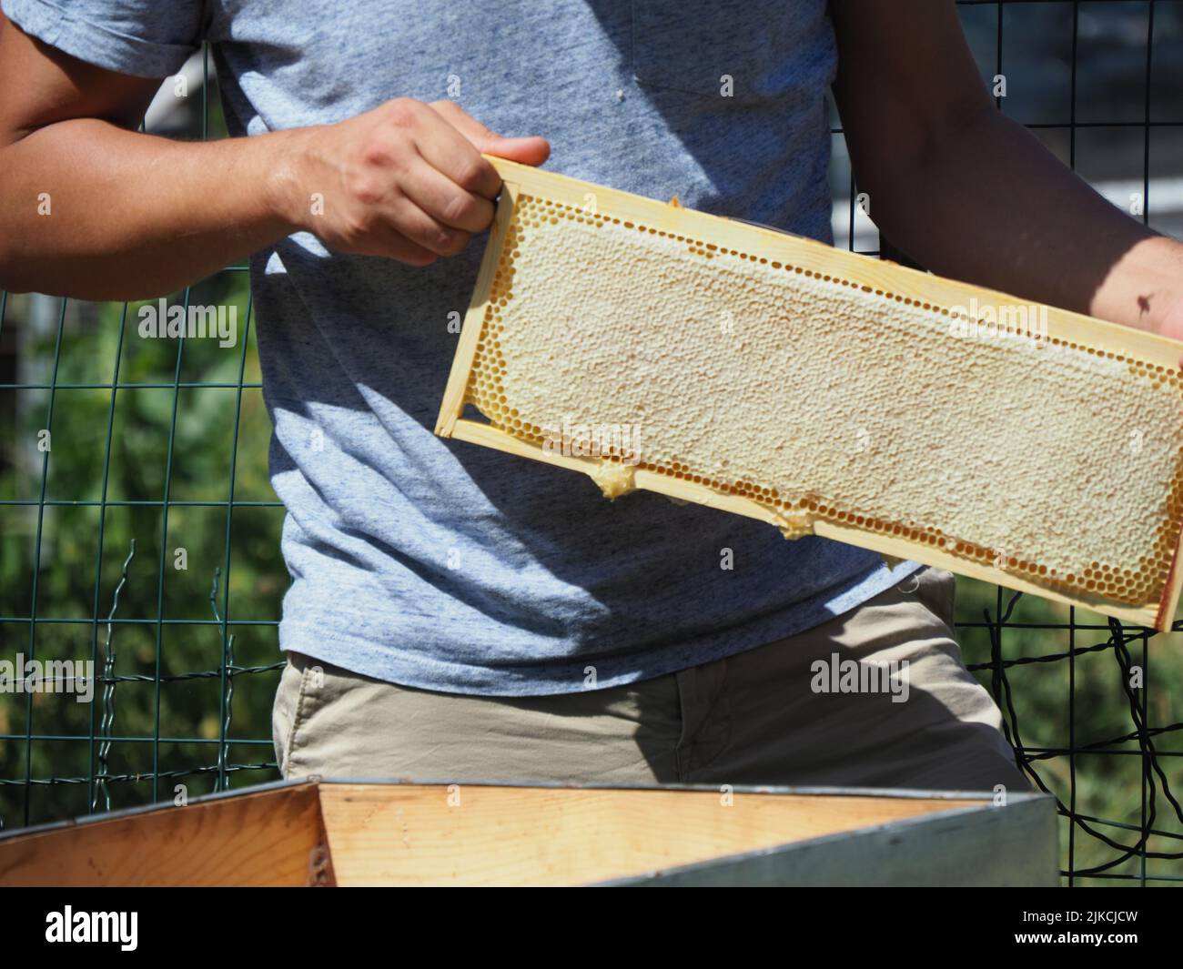 Master bee keeper pulls out a frame with honey from the beehive in the ...