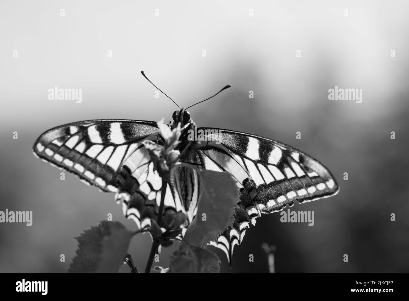 Bug park Black and White Stock Photos & Images - Alamy