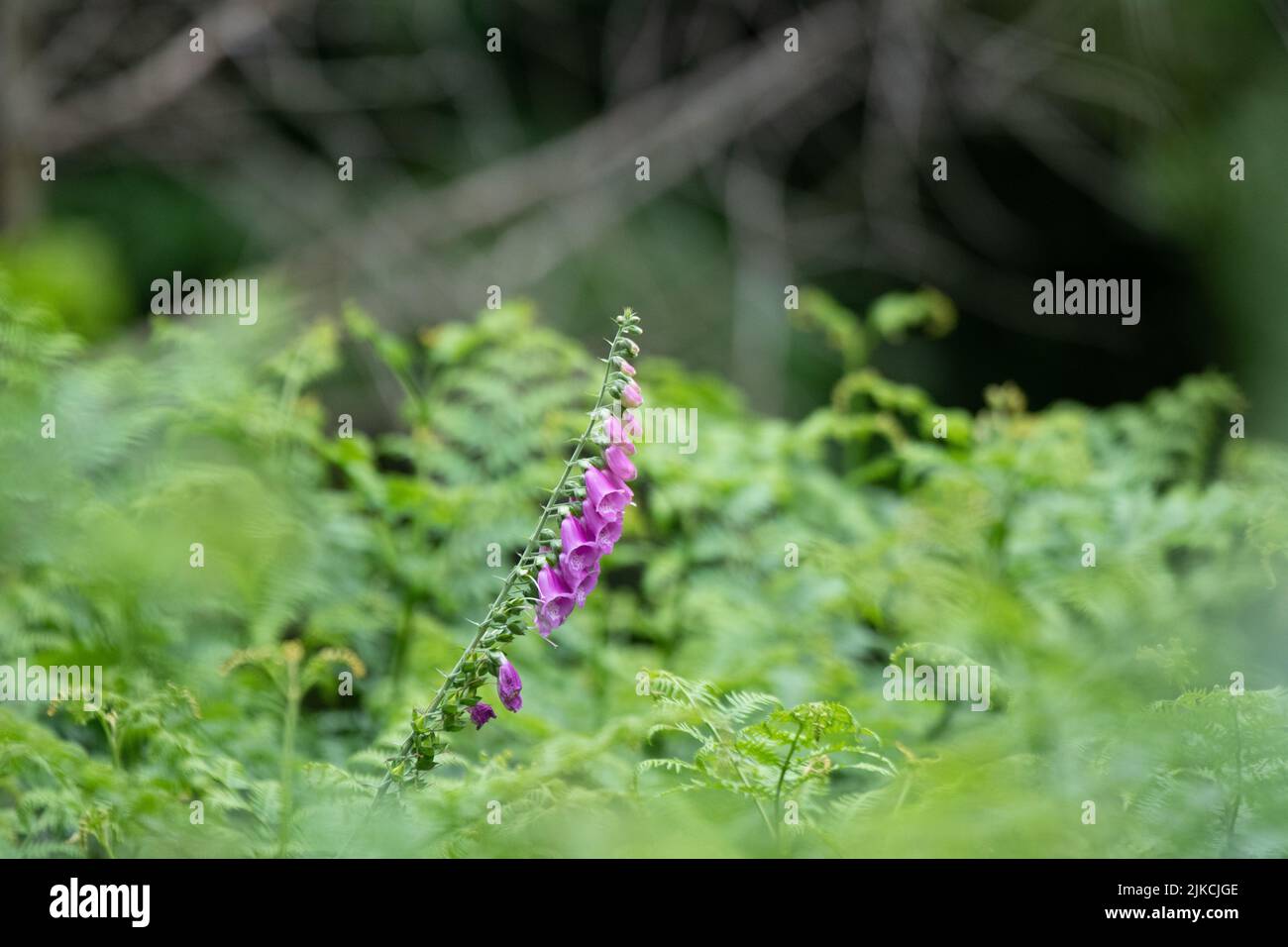 Patch of ferns hi-res stock photography and images - Alamy