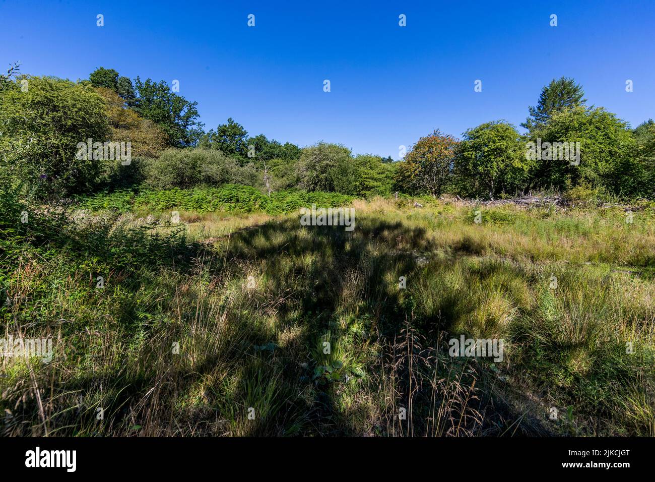 Crump Meadow mine ponds, Cinderford Stock Photo - Alamy