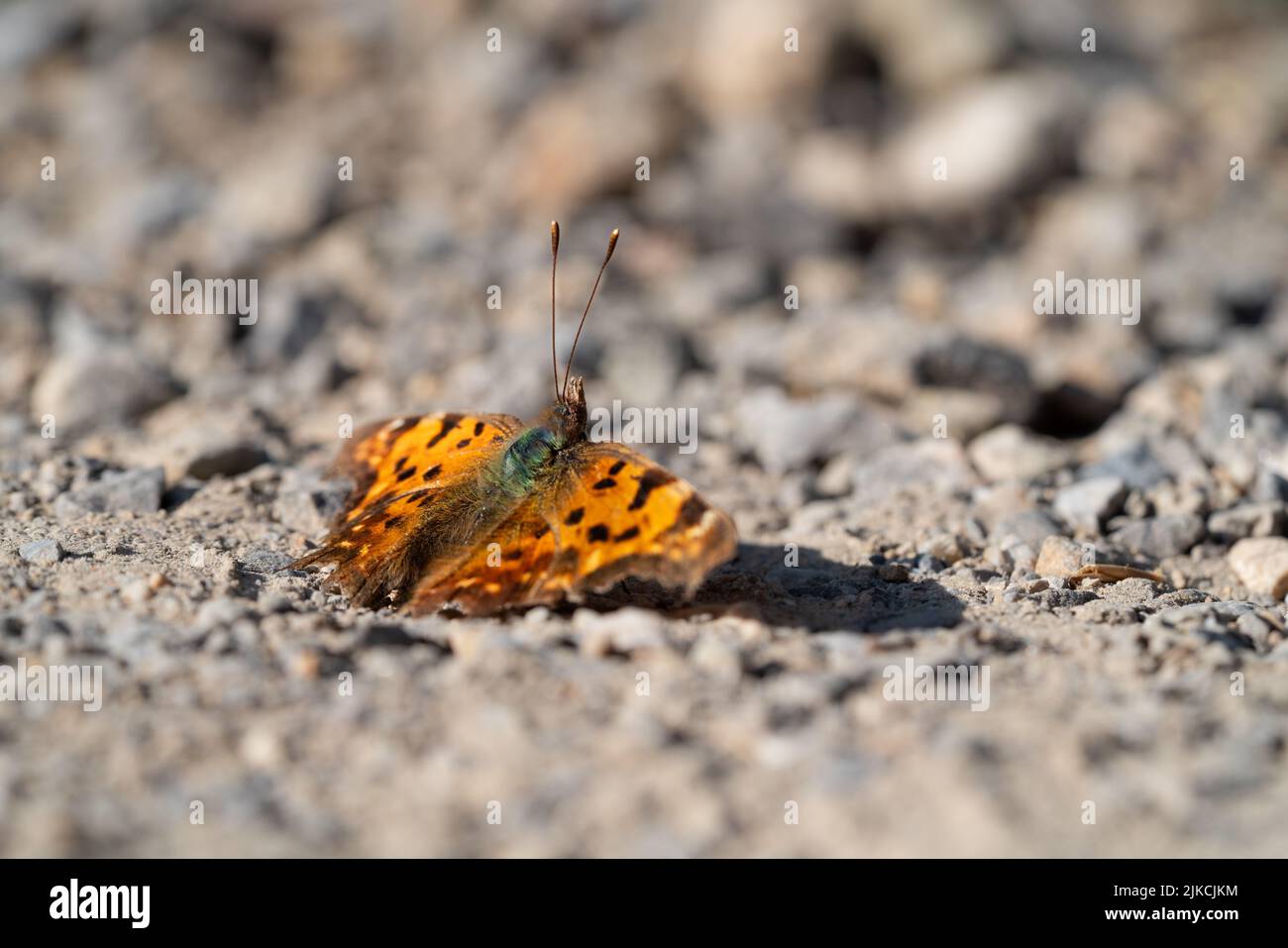 Fox butterfly hi-res stock photography and images - Alamy
