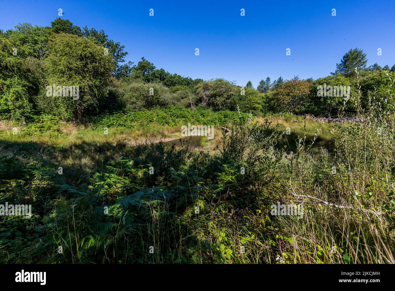 Crump Meadow mine ponds, Cinderford Stock Photo - Alamy
