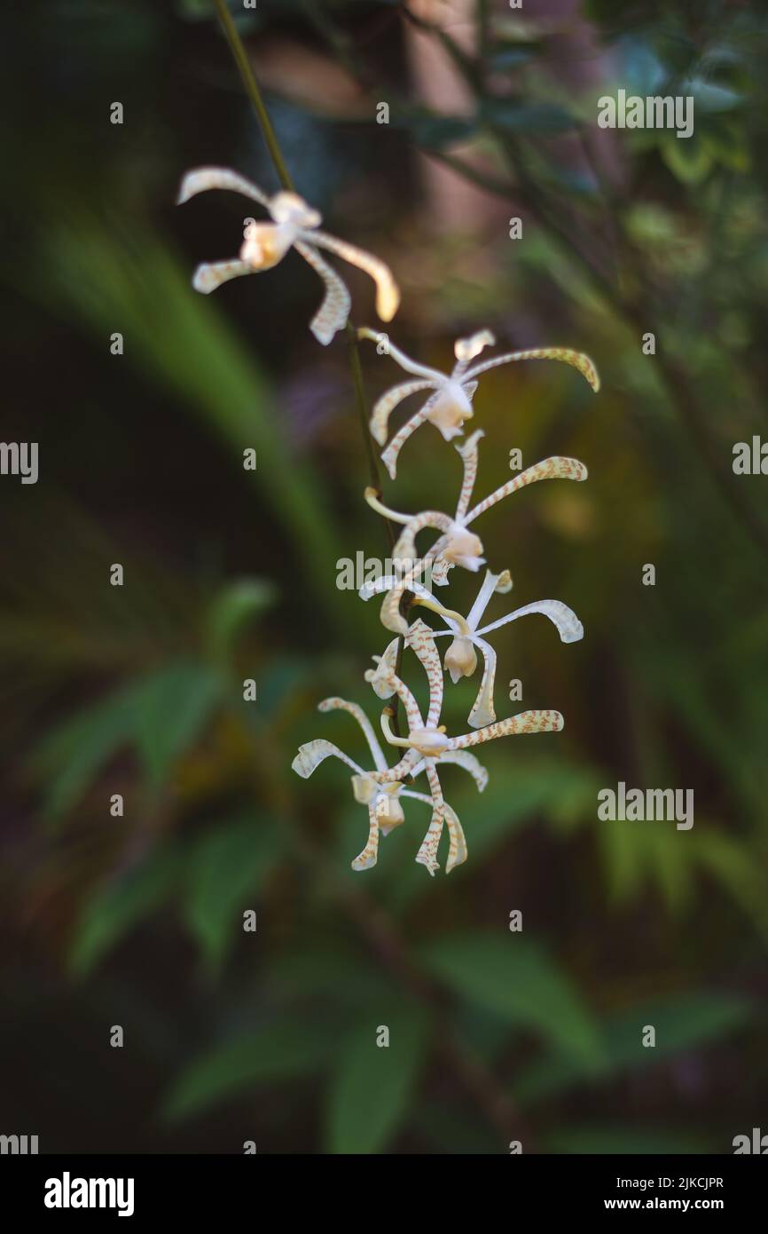 A selective focus shot of beautiful African Ansellia flowers Stock ...