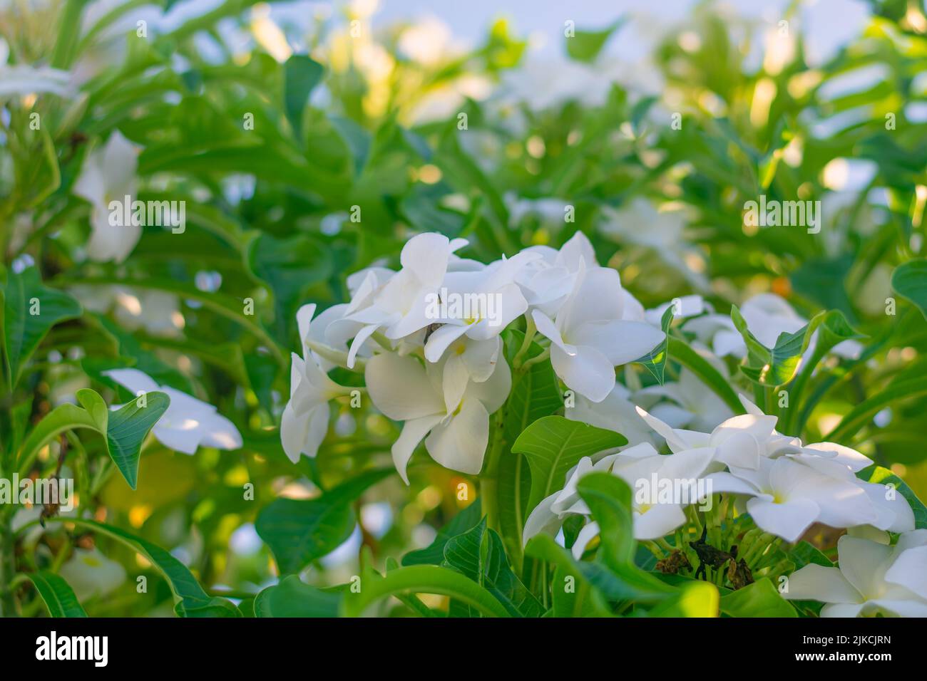 Golden arrow hi-res stock photography and images - Alamy