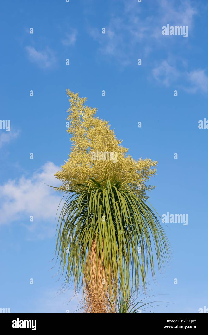 Ponytail palm tree hi-res stock photography and images - Alamy