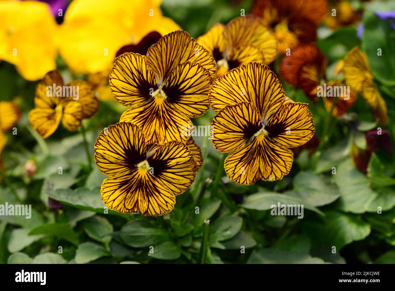 A shallow focus shot of Viola Tiger Eyes flowers in the garden Stock ...
