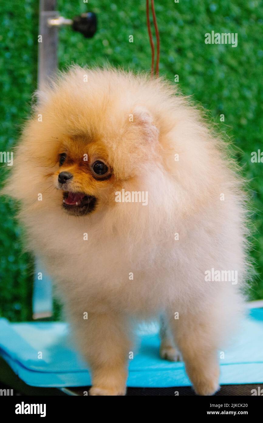 A closeup shot of a cute angry fluffy Pomeranian dog looking with blur ...