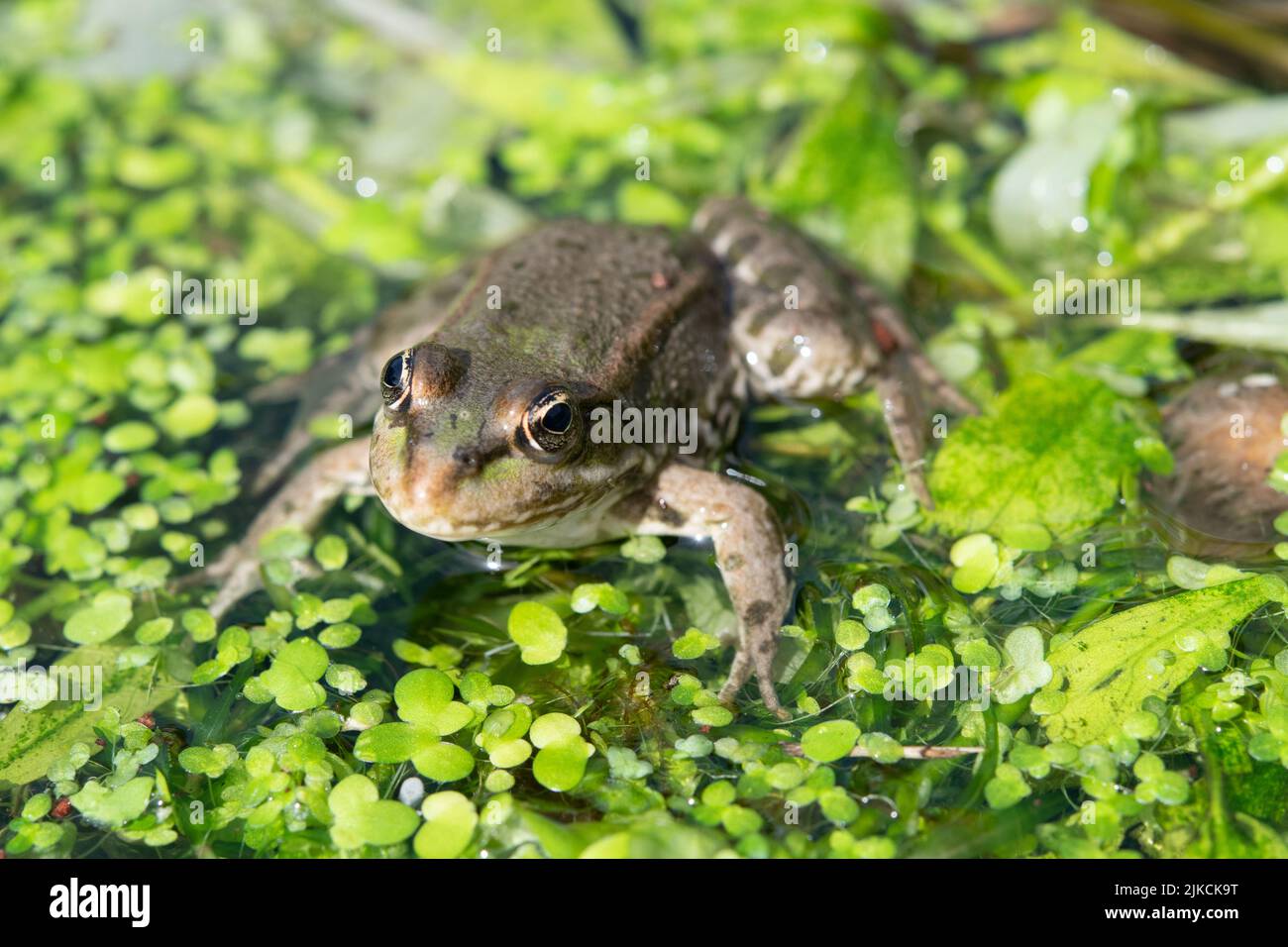 marsh frog sitting on the surface Stock Photo - Alamy