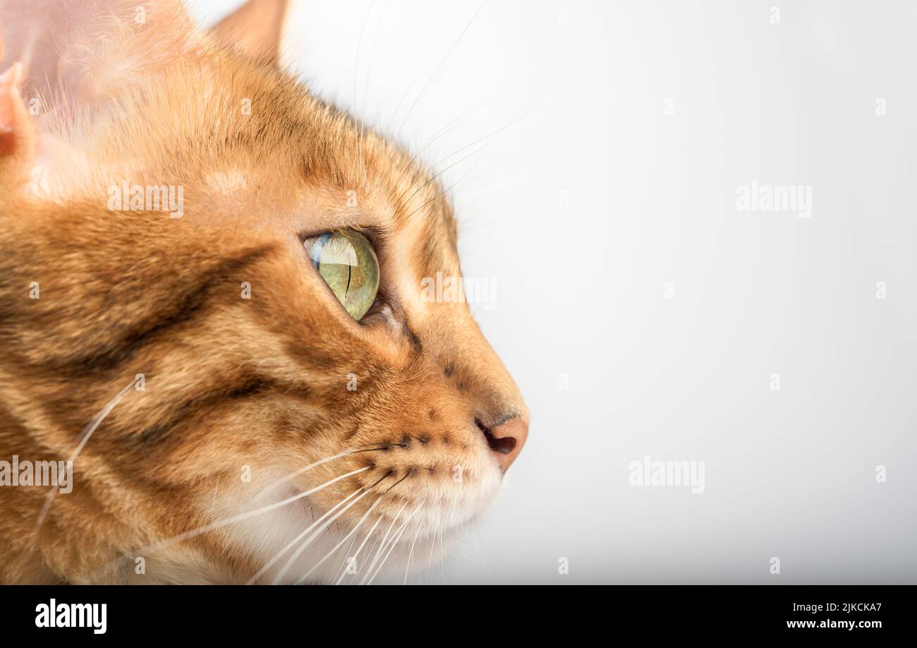 Close-up of a Bengal cats muzzle. Side view. copy space Stock Photo - Alamy