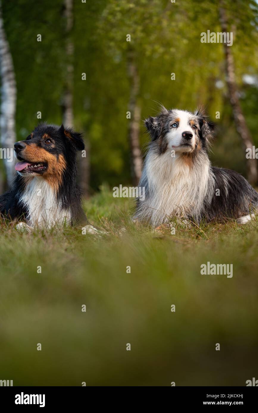 Two lying shepherds hi-res stock photography and images - Alamy