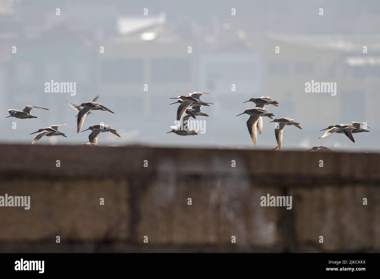Sandpipers in flight over Douro river border. Beautiful soft backlight ...