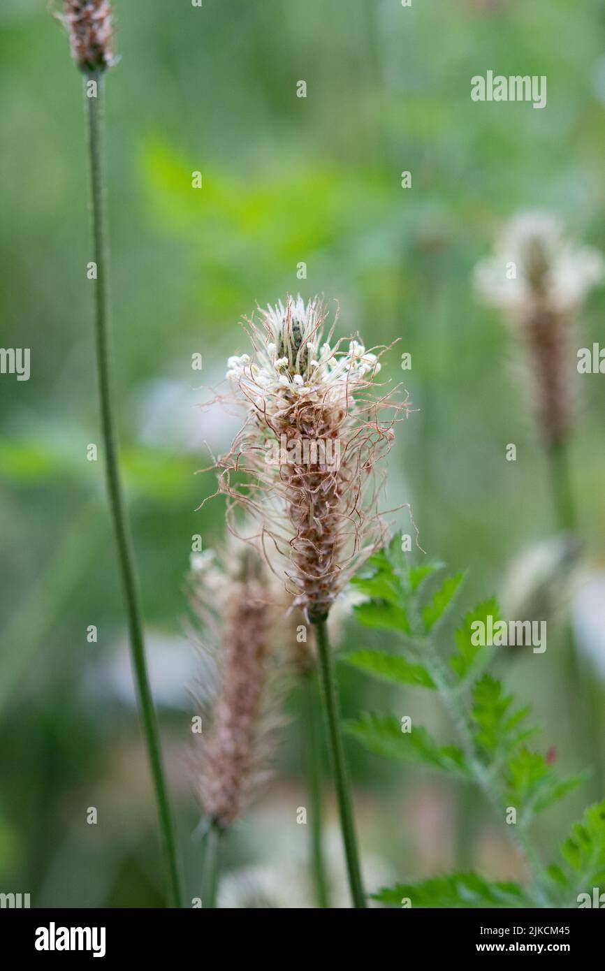 ribwort with seed head Stock Photo - Alamy