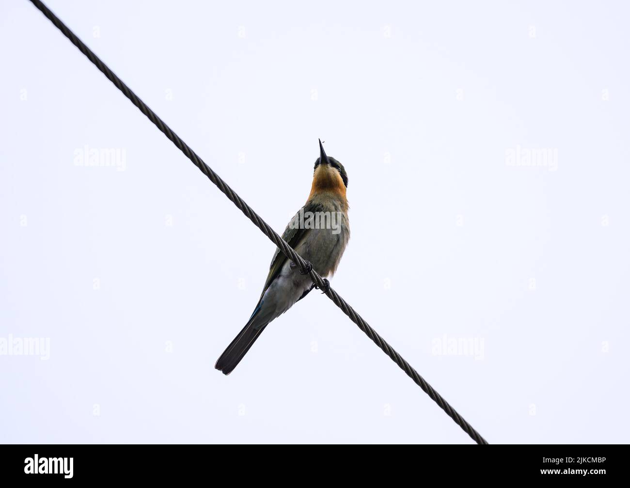 Immature blue tailed bee eater hi-res stock photography and images - Alamy