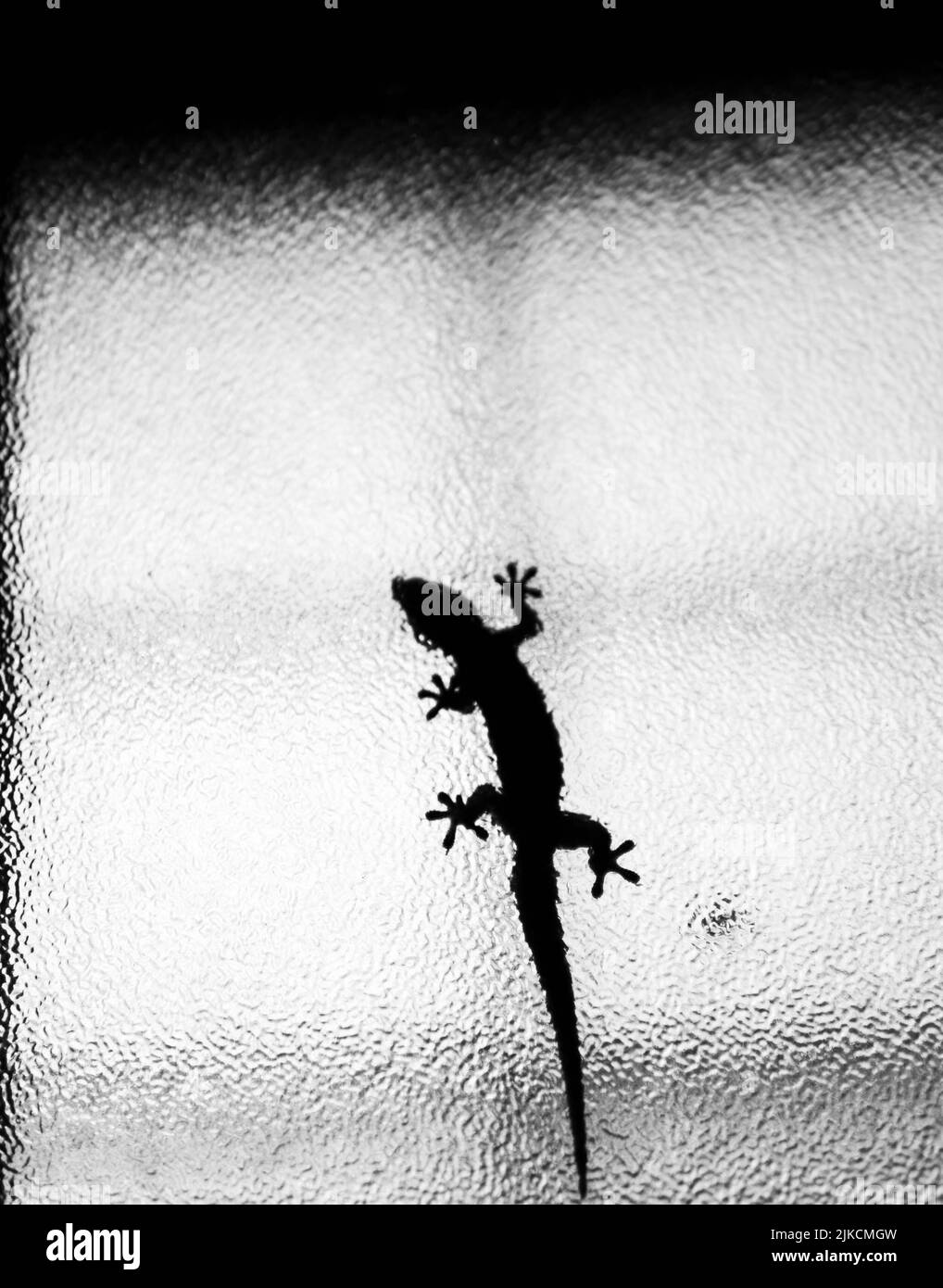 Lizard picture hi-res stock photography and images - Alamy