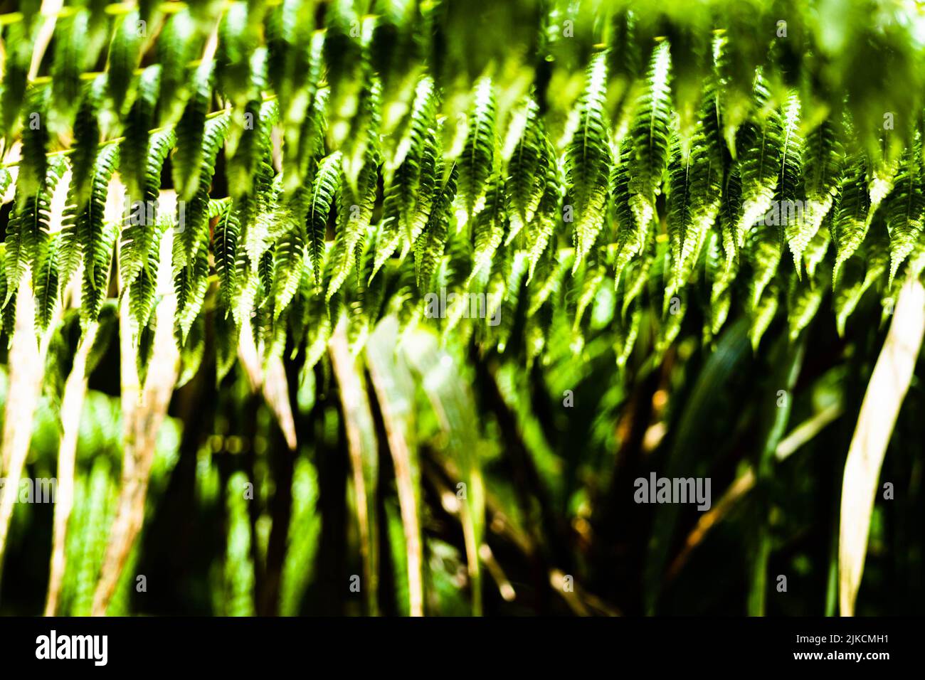 Parallel forest hi-res stock photography and images - Alamy