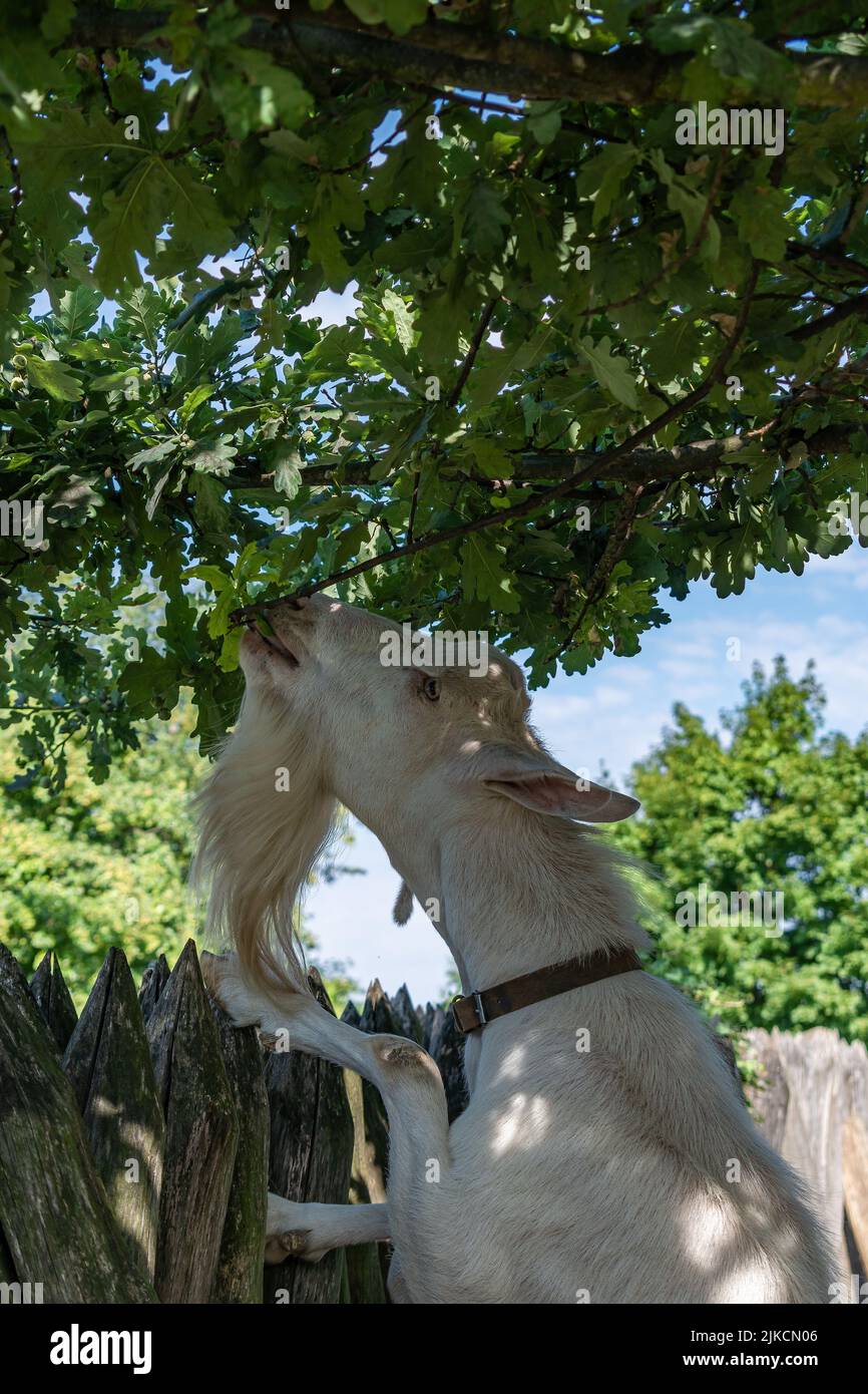 Goat paw hi-res stock photography and images - Alamy