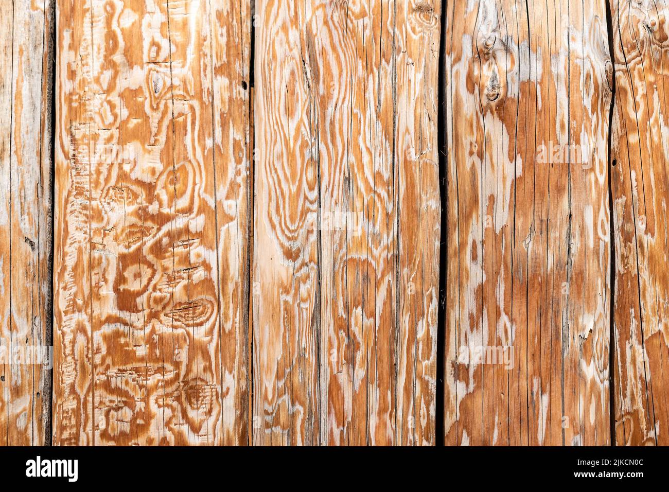Ninth-century defensive palisade technology. detail of wooden palisade ...