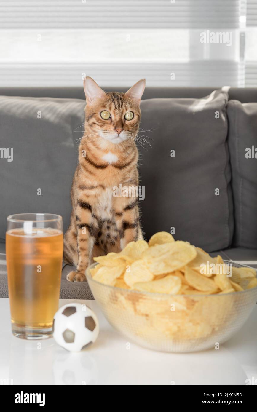 Cat fan watching football at home with beer and chips Stock Photo - Alamy