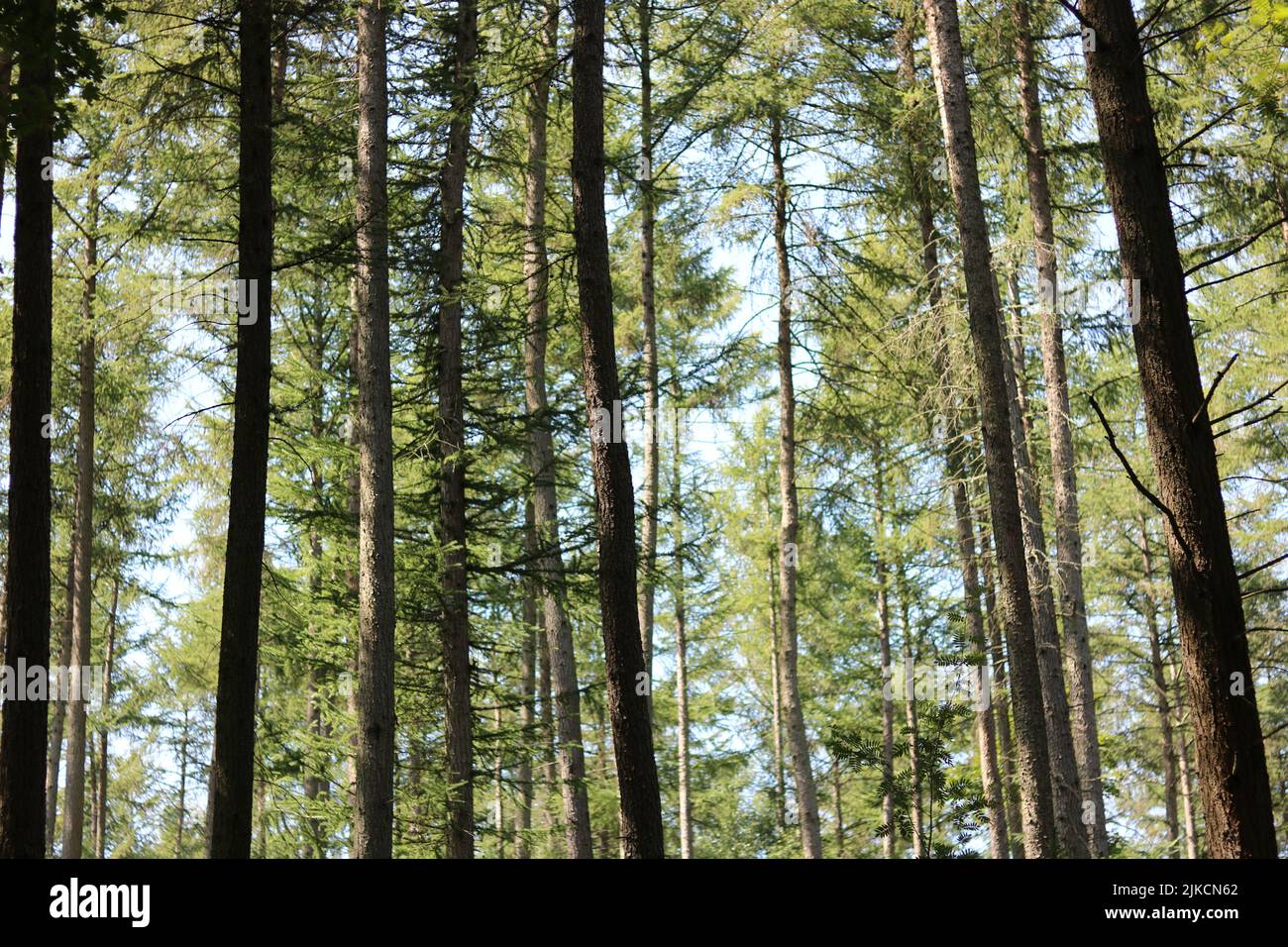 Low angle view of forest from below showing green leafy canopy Stock ...