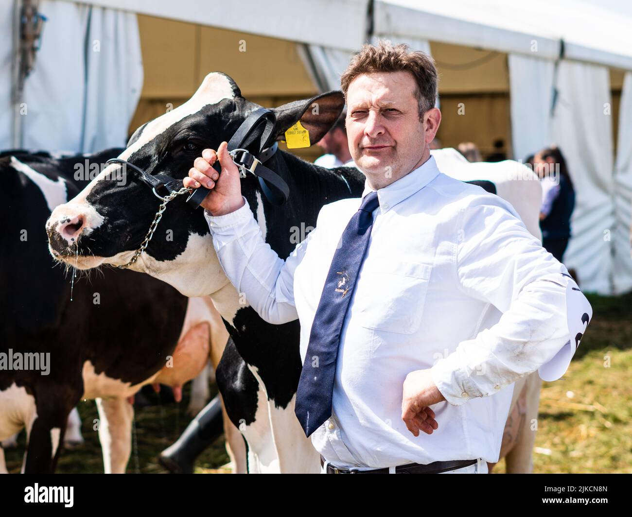 A cattle and a man during the Ayr County Show in the UK in sunny ...