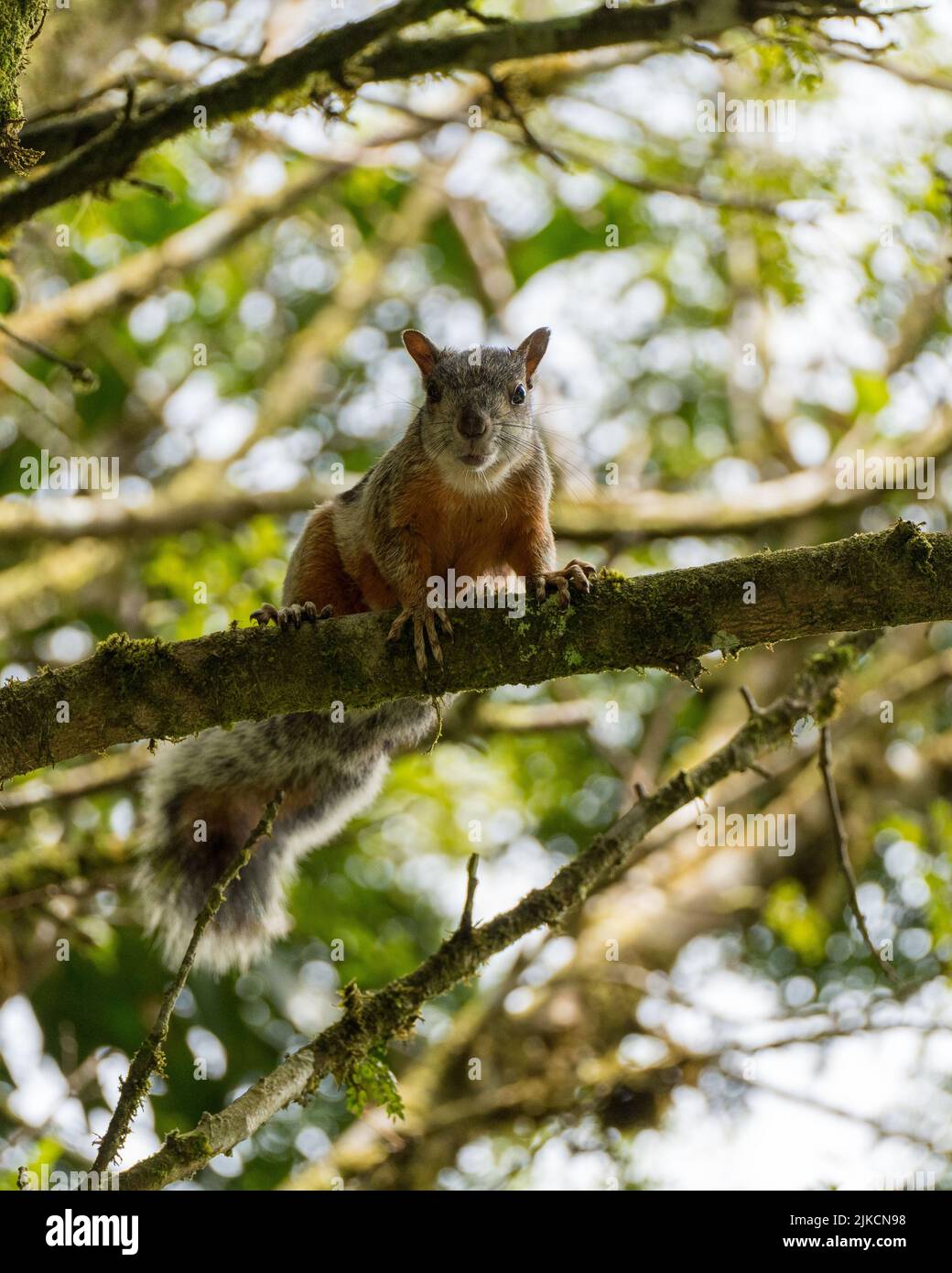 A vertical shot of a cute fox squirrel on a tree and looking at the ...