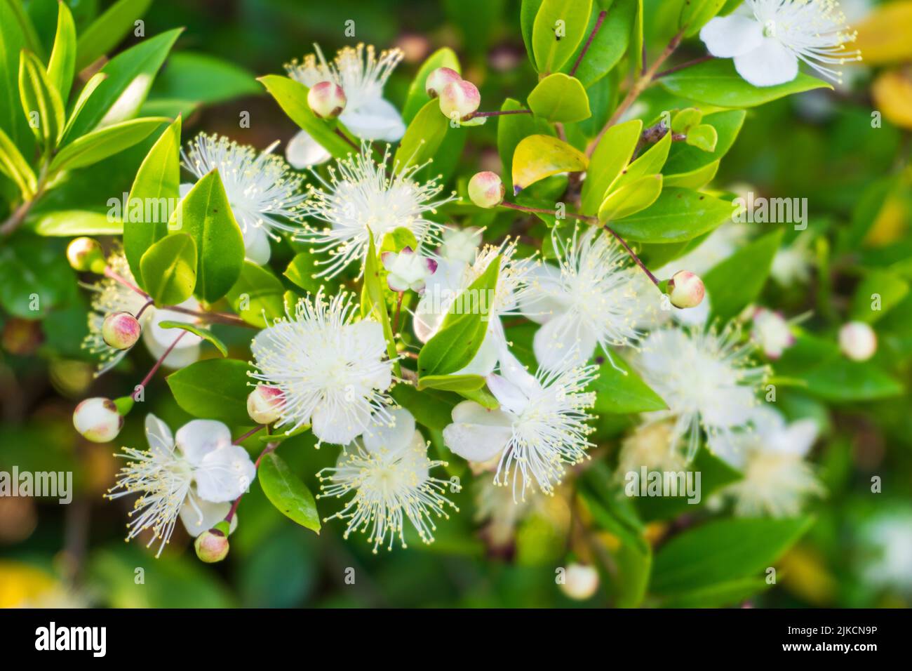 Myrtle flowers myrtus communis hi-res stock photography and images - Alamy