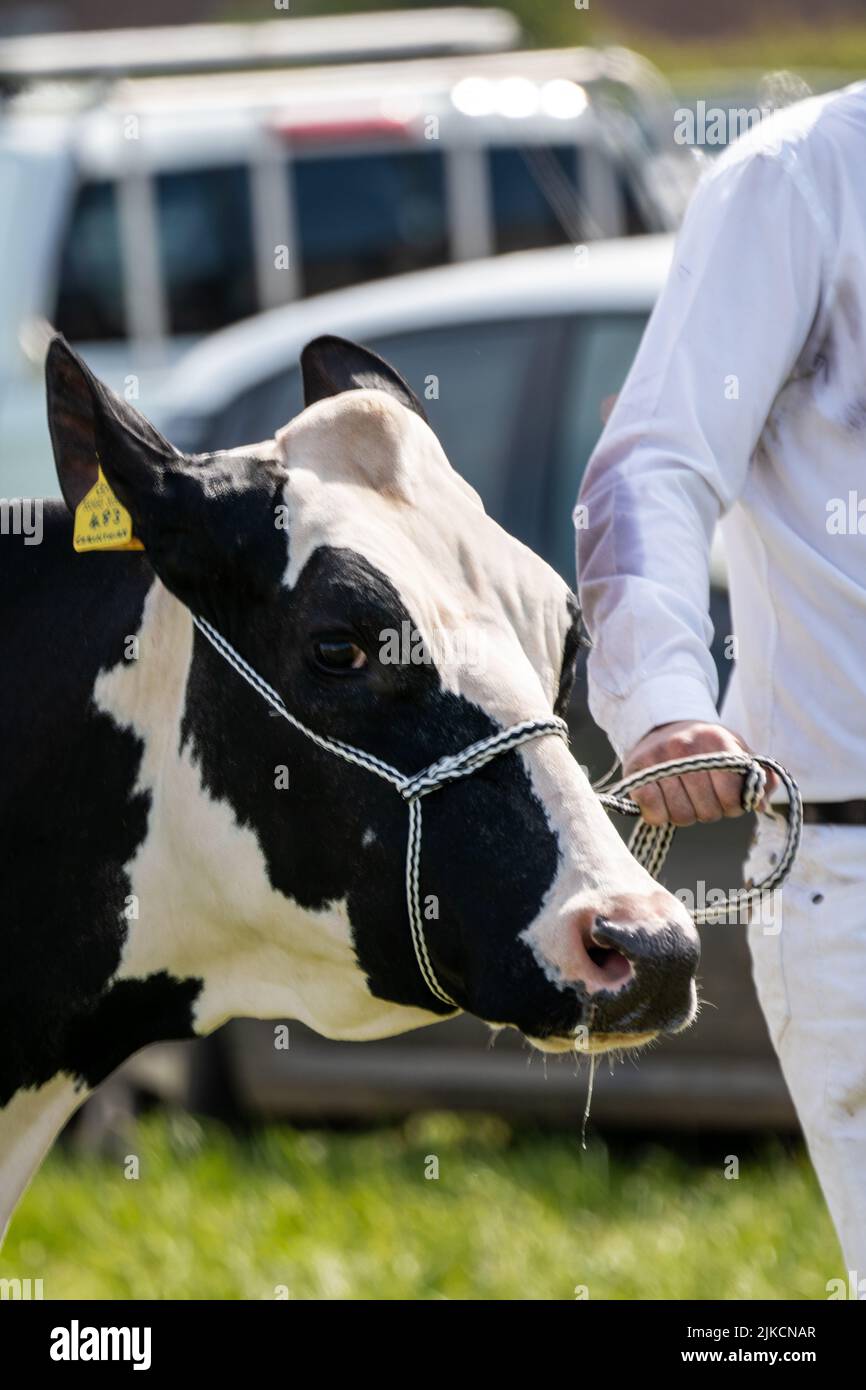 A vertical shot of a cattle during the Ayr County Show in the UK in ...