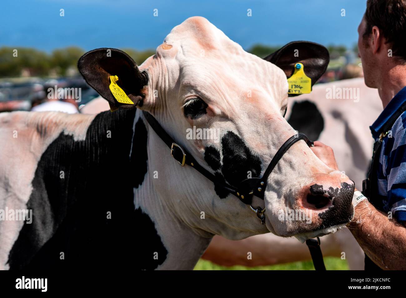A closeup shot of a cattle during the Ayr County Show in the UK in ...