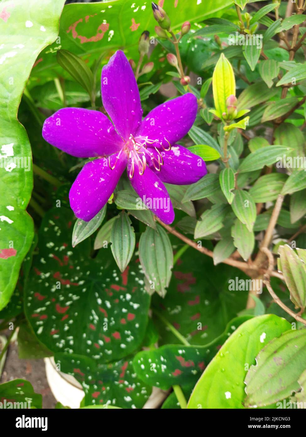 Violet flower in a garden at Alibag state Maharashtra India 07 22 2022 ...