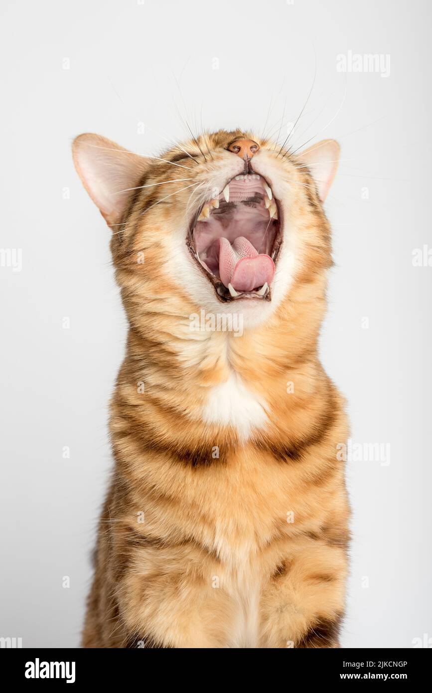 Vertical shot cat adorable hi-res stock photography and images - Alamy