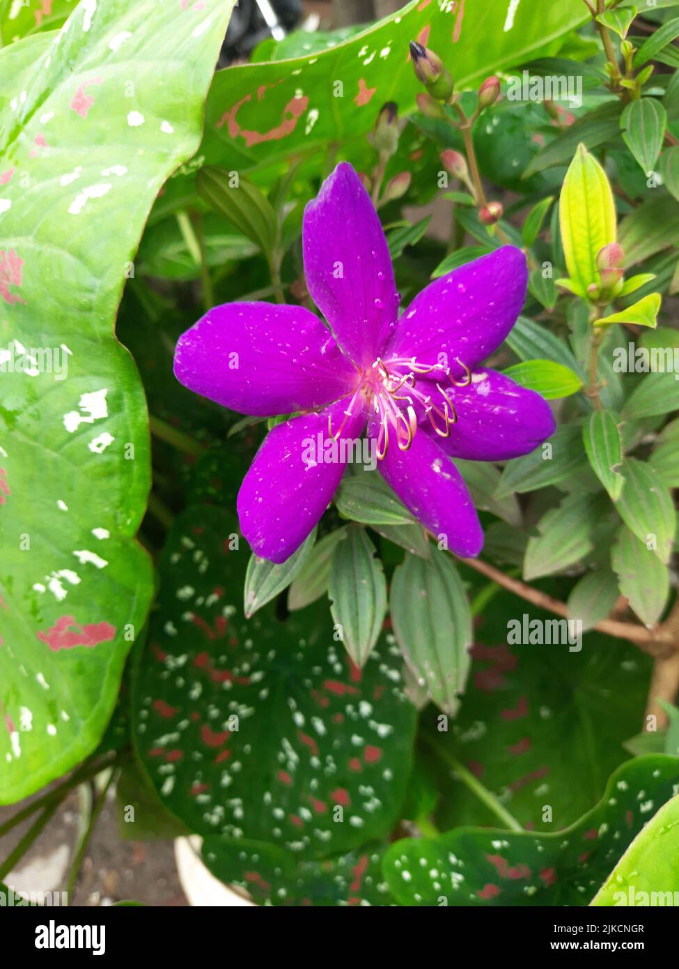 Violet flower in a garden at Alibag state Maharashtra India 07 22 2022 ...