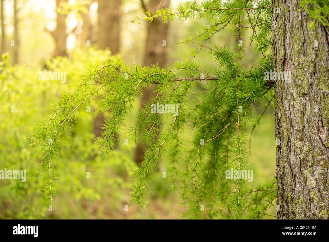 A larch tree branch with spiky leaves in the forest during the daytime ...