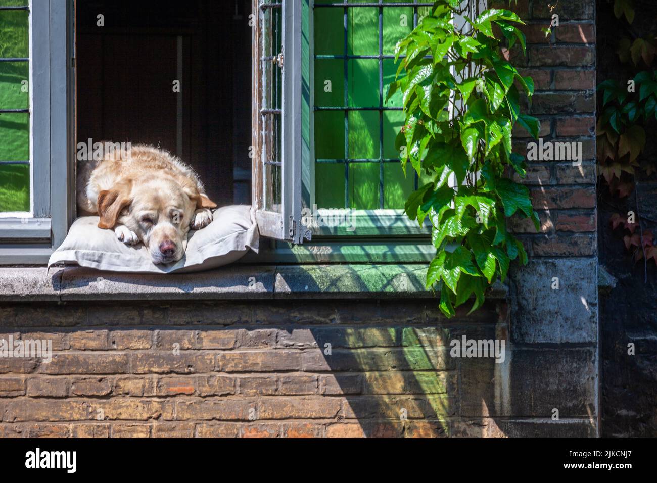 Dog resting at open window in Bruges at sunny day, Belgium Stock Photo ...