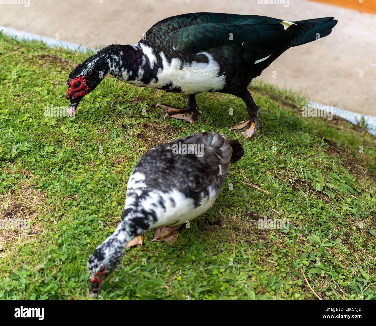Ducks with red heads hi-res stock photography and images - Alamy