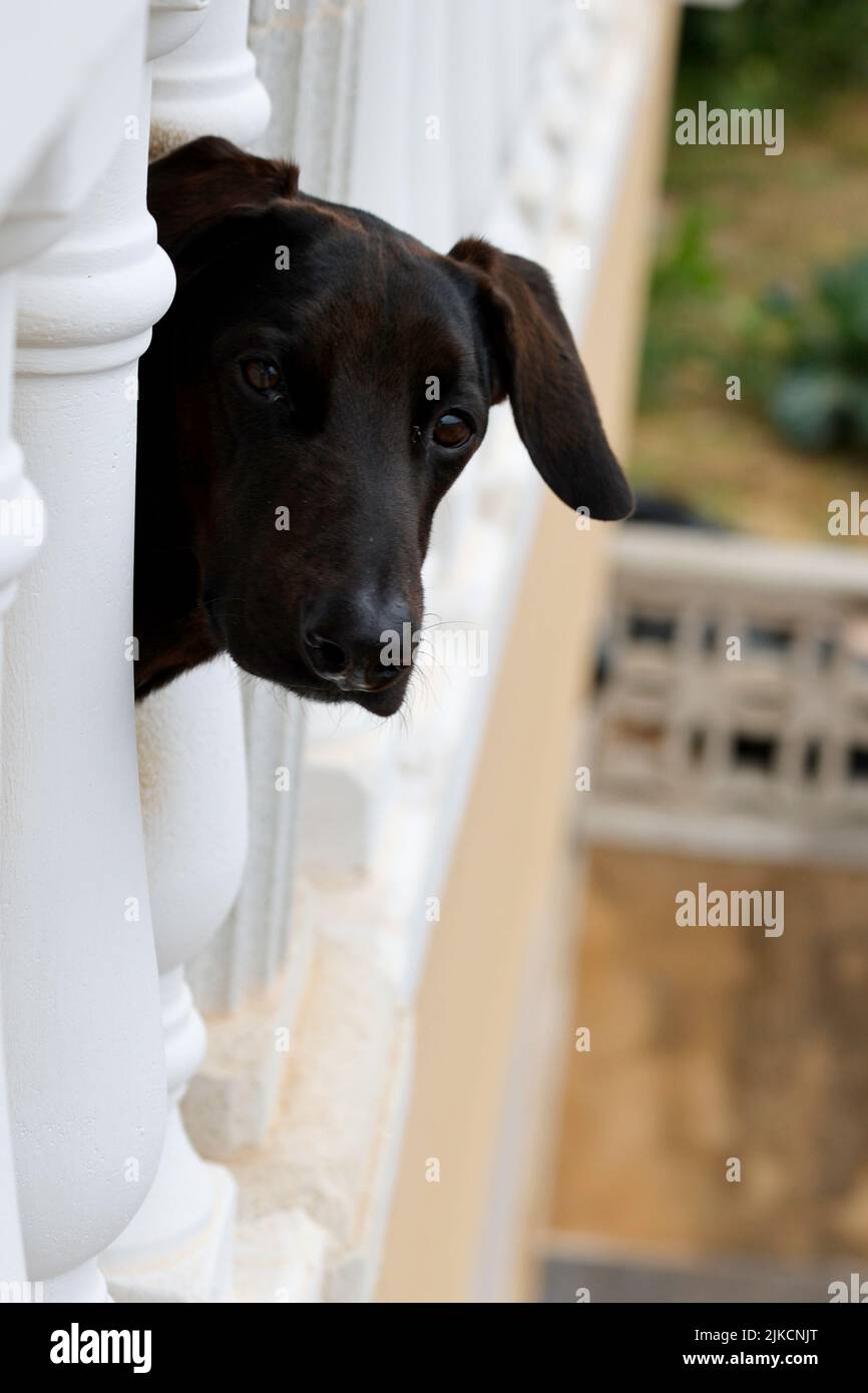 A black dog looking outside from the balcony railings Stock Photo - Alamy