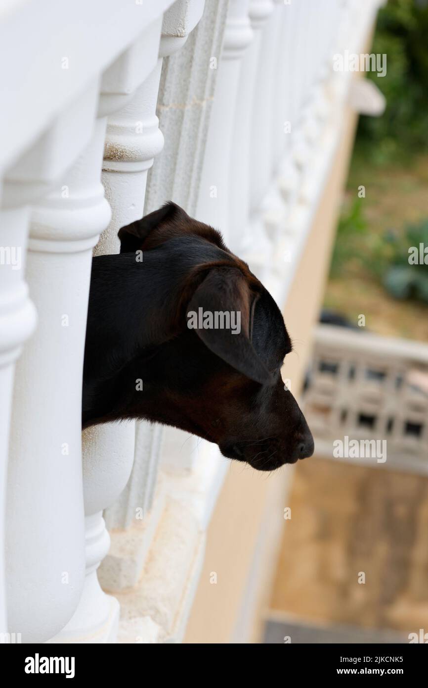 A black dog looking outside from the balcony railings Stock Photo - Alamy