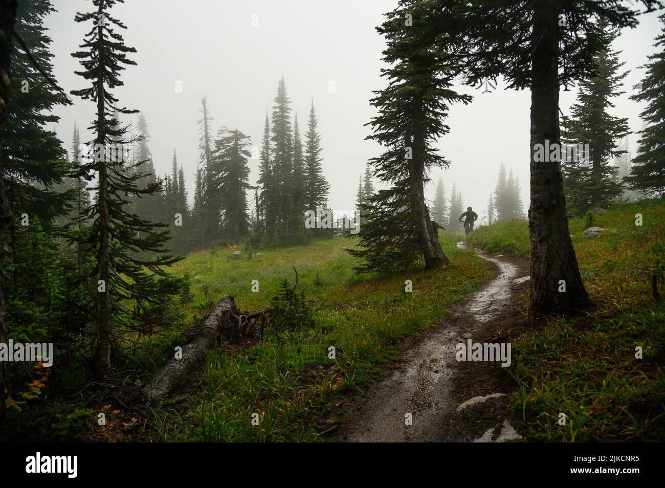 Single Track Mountain biking through mist in a sub alpine meadow Stock ...