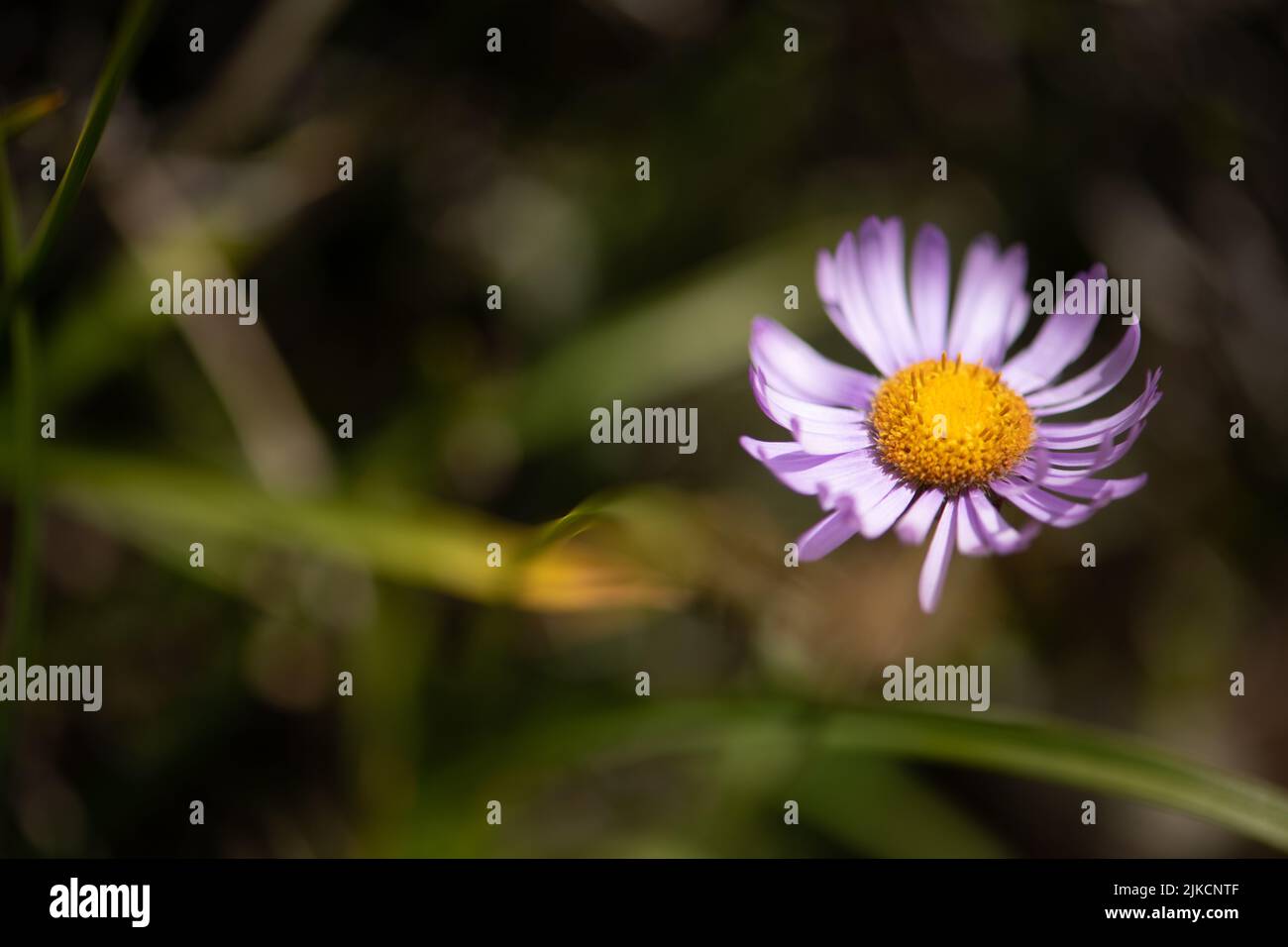 Sub Alpine Daisy in the Monashee Mountains of British Columbia Stock ...