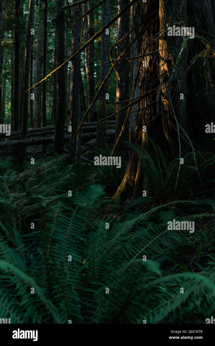 Sun kissed Cedar tree among ferns on Sunshine Coast Stock Photo - Alamy